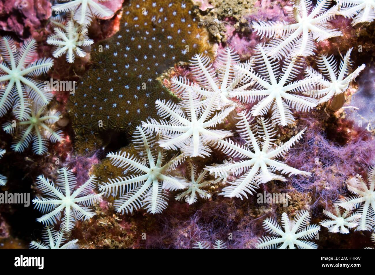 Soft coral. Close-up of the white feeding tentacles of a soft coral ...