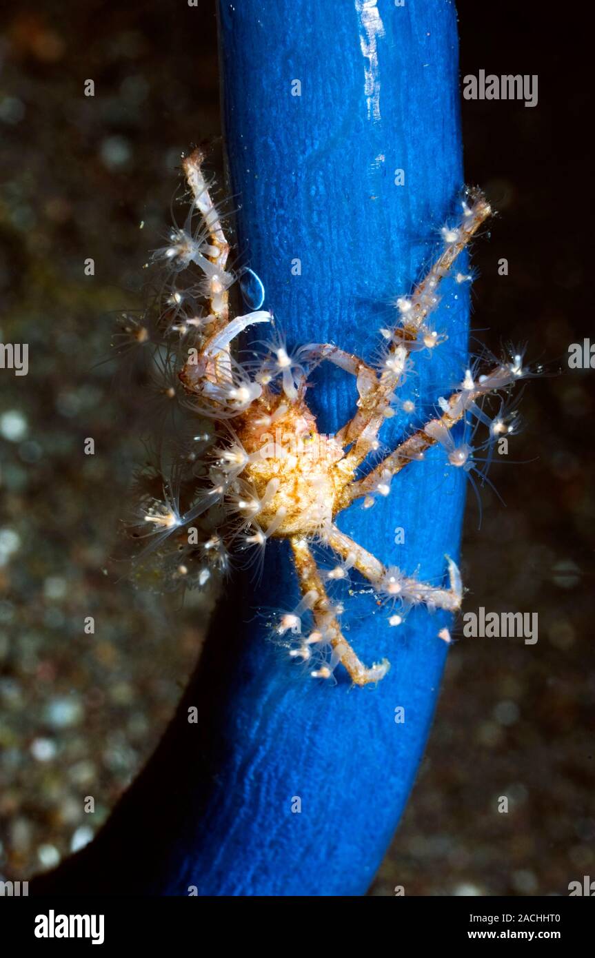 Hydroid crab on a seasquirt (blue). The hydroid crab (Porcellanella ...