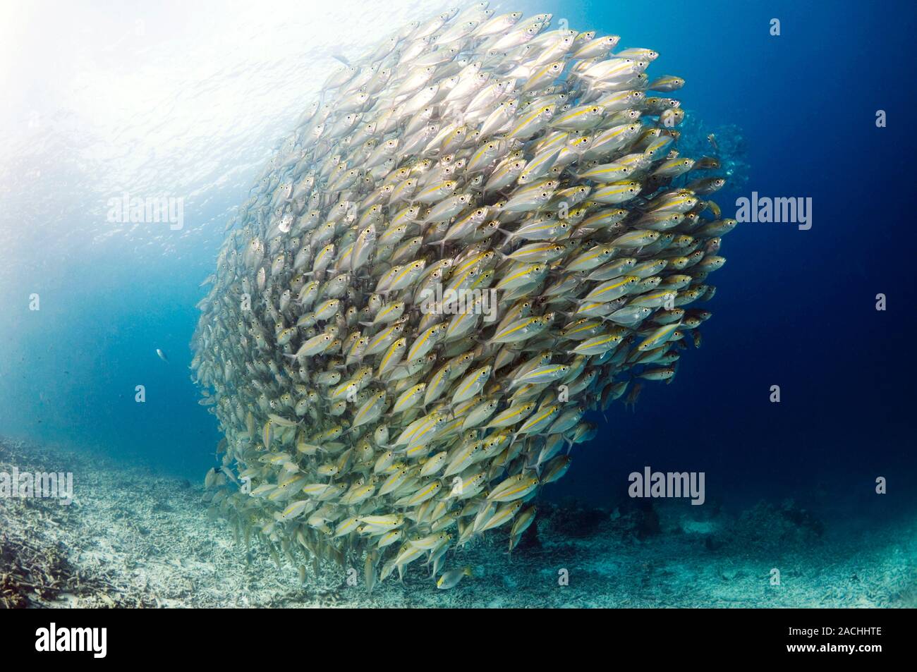 Bigeye scad. School of bigeye scad (Selar crumenophthalmus) fish ...