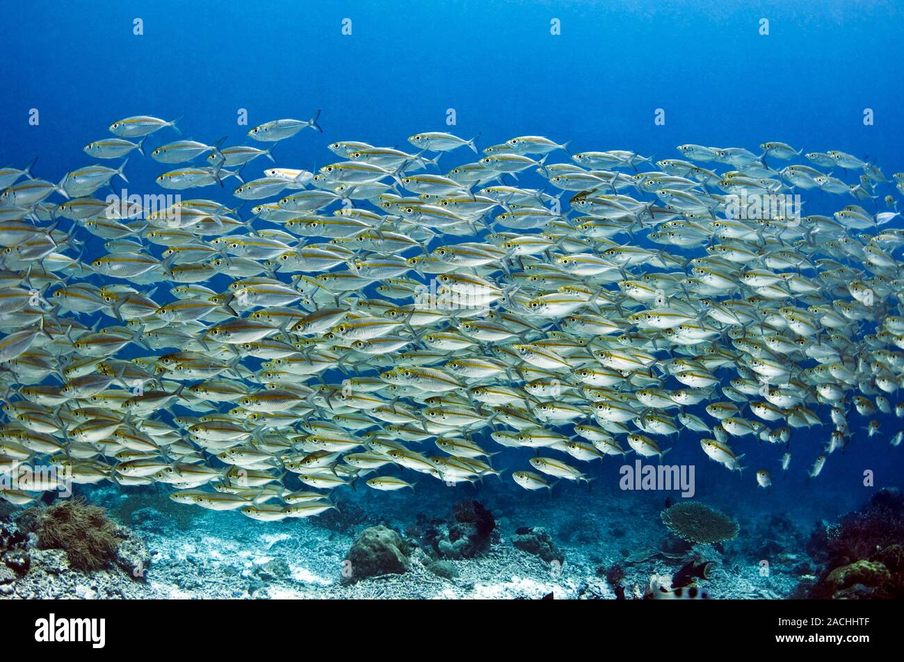 Bigeye scad. School of bigeye scad (Selar crumenophthalmus) fish ...