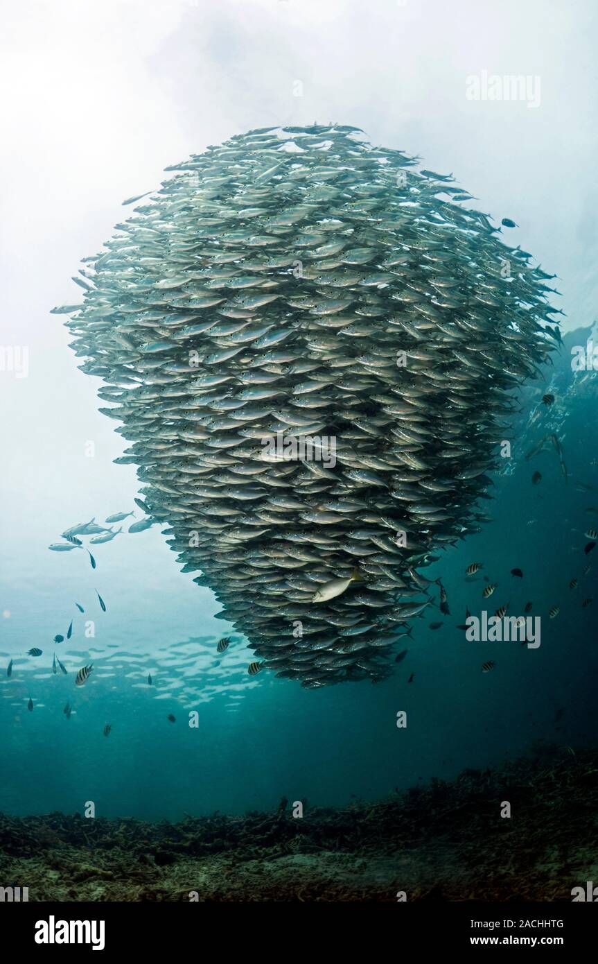 Bigeye scad. School of bigeye scad (Selar crumenophthalmus) fish ...