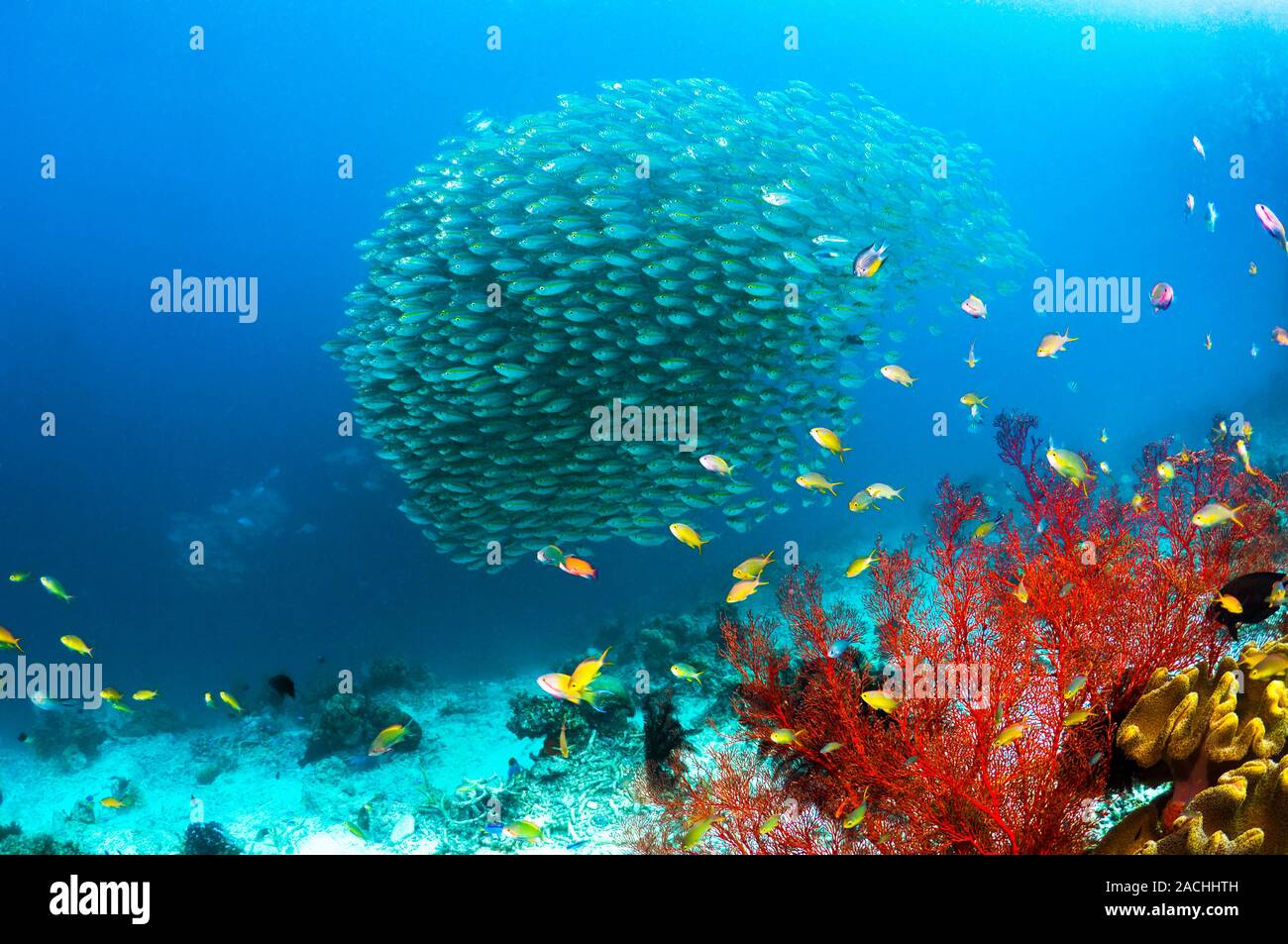 Bigeye scad. School of bigeye scad (Selar crumenophthalmus) fish ...