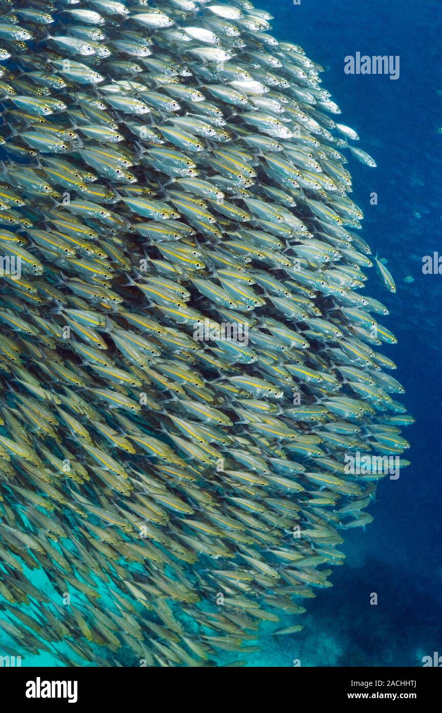 Bigeye scad. School of bigeye scad (Selar crumenophthalmus) fish ...