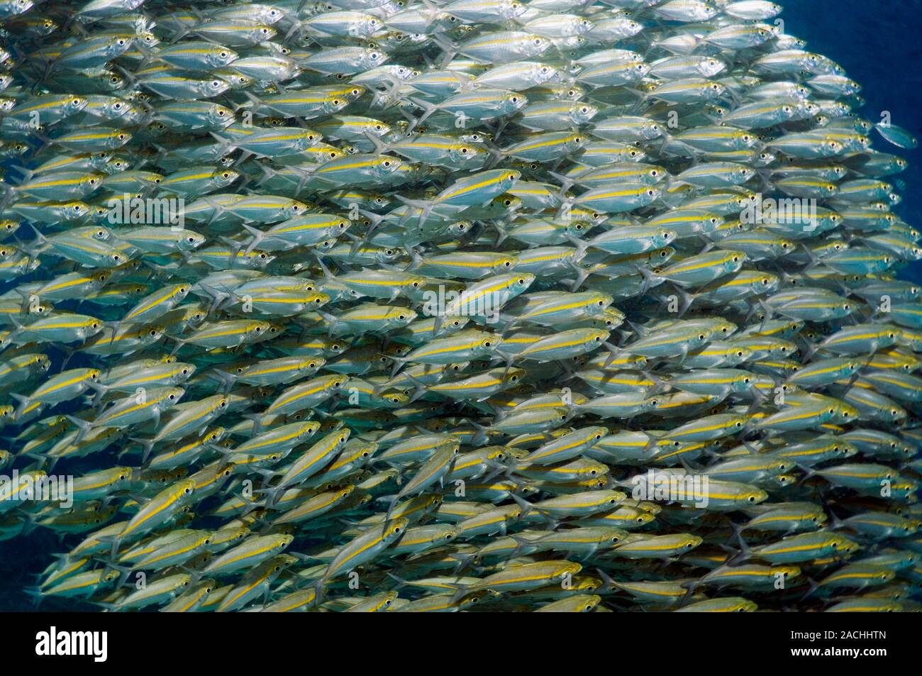 Bigeye scad. School of bigeye scad (Selar crumenophthalmus) fish ...