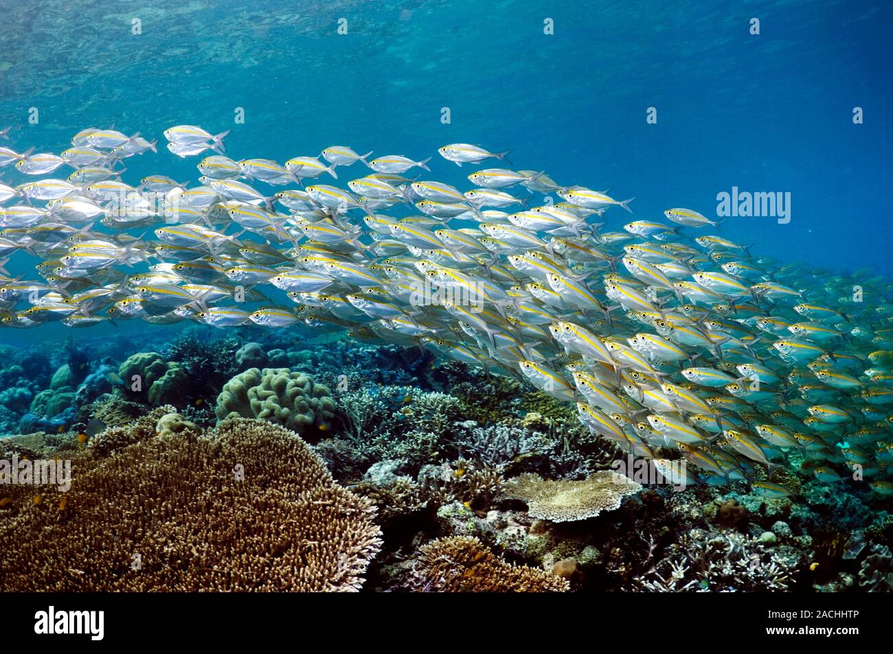 Bigeye scad. School of bigeye scad (Selar crumenophthalmus) fish over a ...