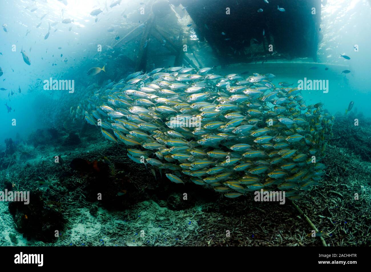 Bigeye scad. School of bigeye scad (Selar crumenophthalmus) fish under ...