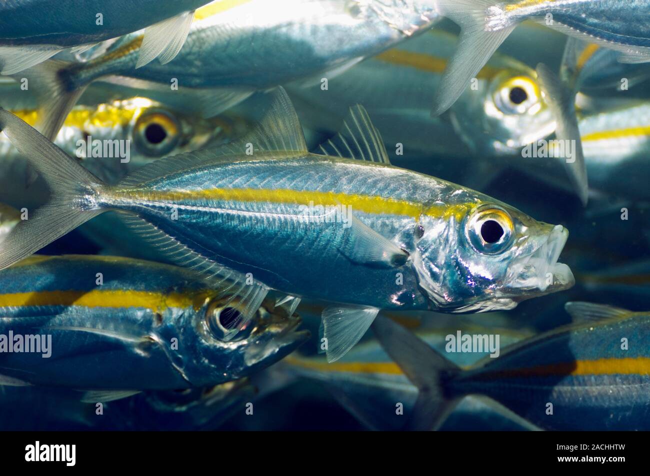 Bigeye scad. Close-up of a shoal of bigeye scad (Selar crumenophthalmus ...
