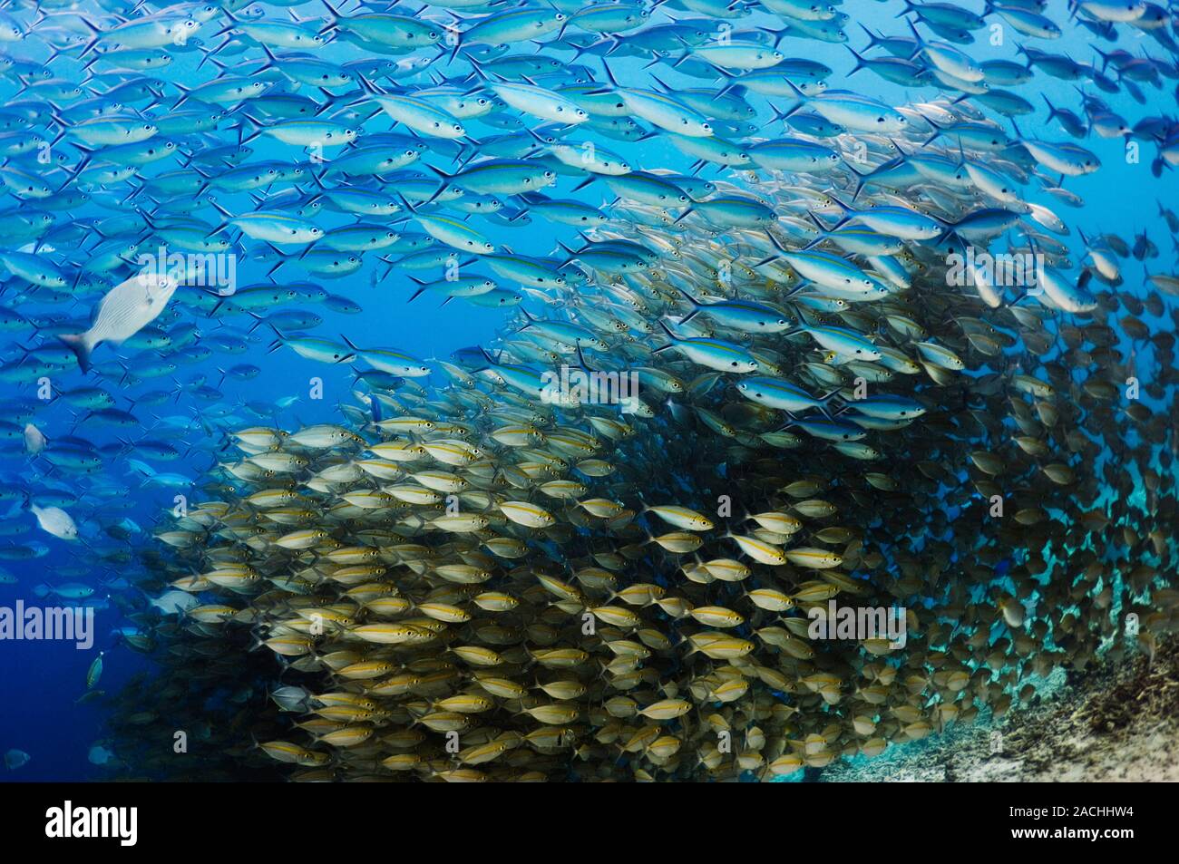 Tropical fish shoals. Shoals of bigeye scad (Selar crumenophthalmus ...