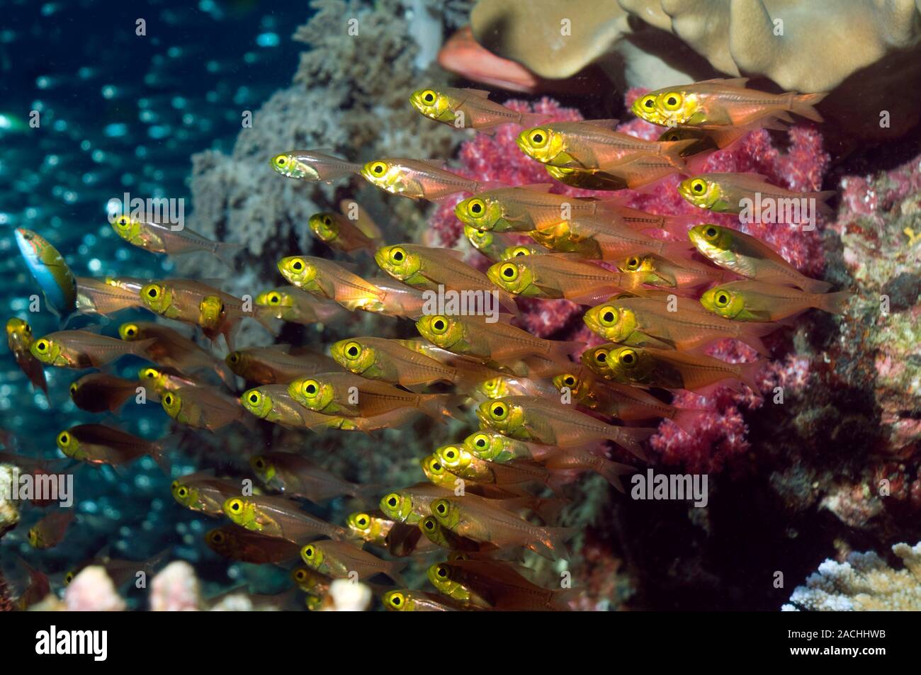 Pygmy sweeper fish (Parapriacanthus ransonneti) amongst corals on a ...