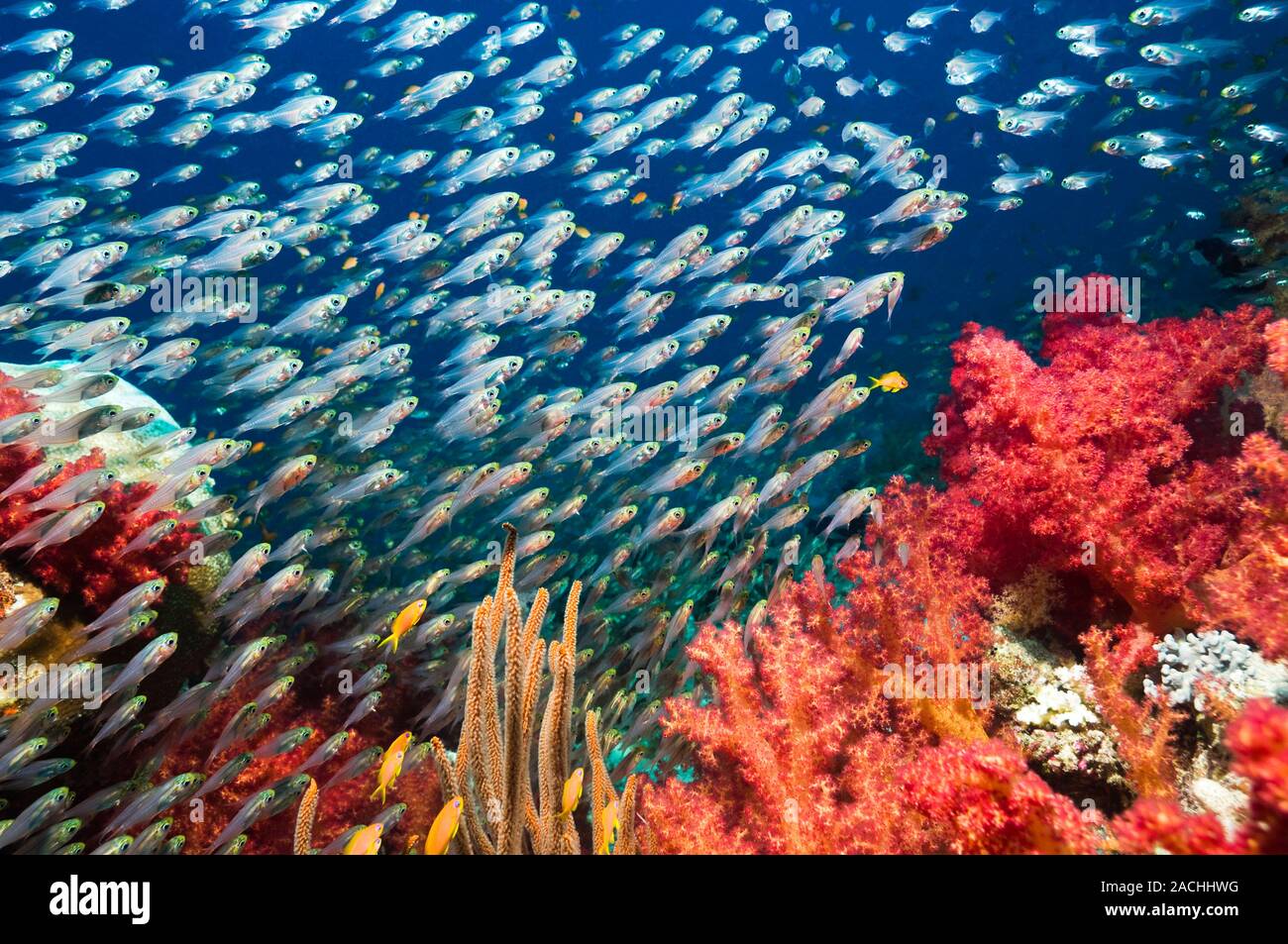 Sweeper fish. Shoal of sweeper fish (family Pempheridae) amongst soft ...