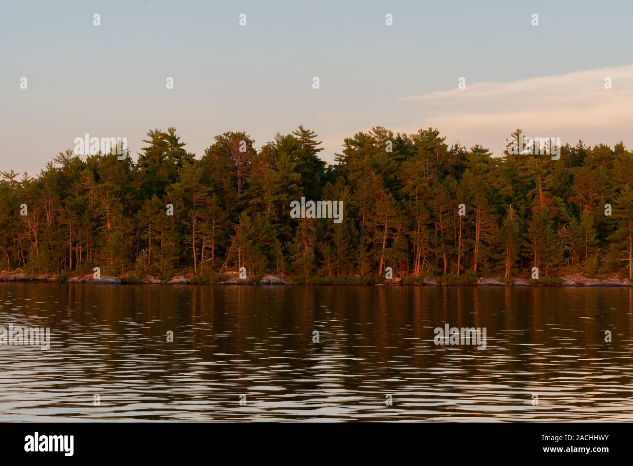 Pine trees line shore hi-res stock photography and images - Alamy