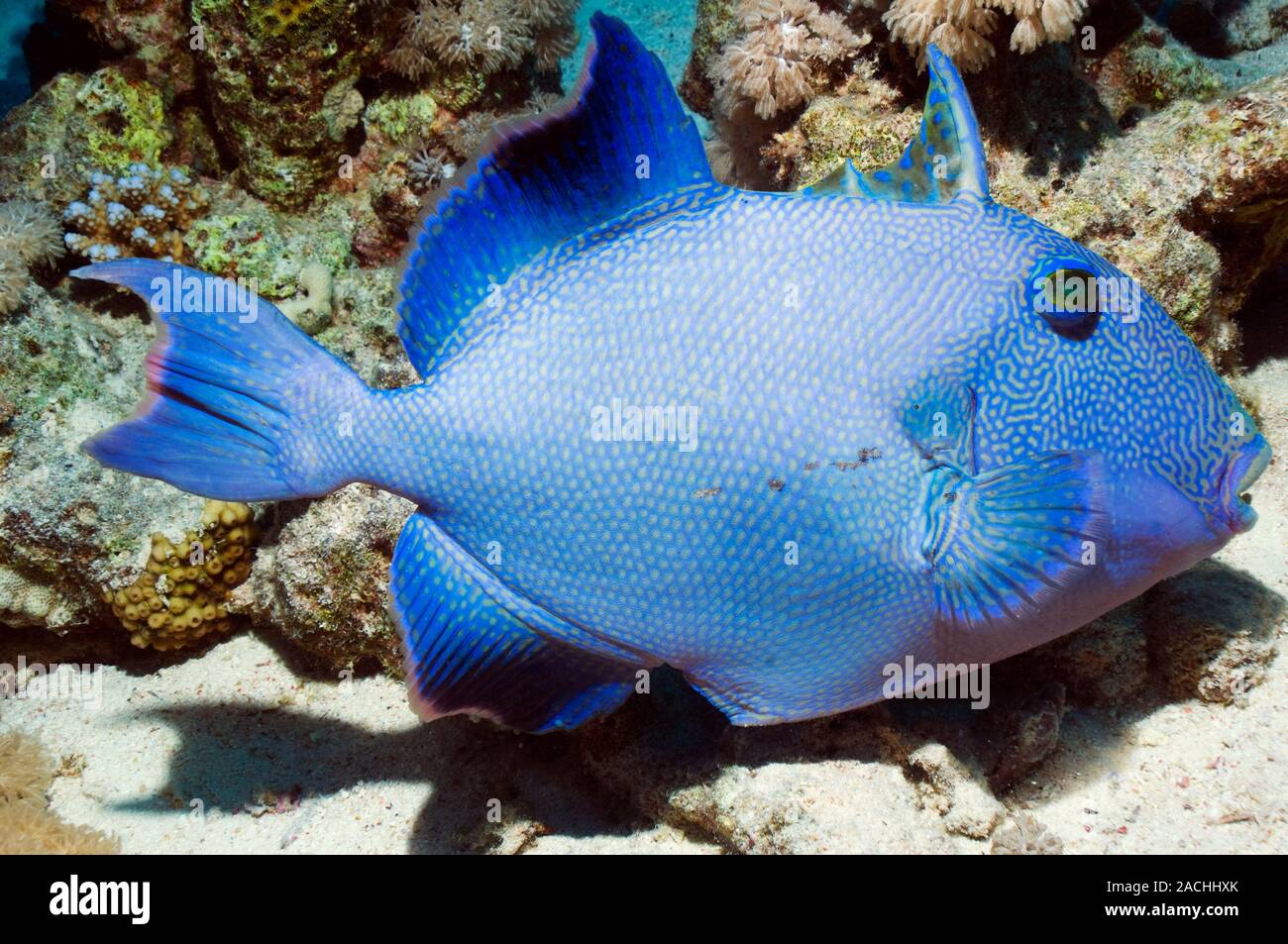 Blue triggerfish (Pseudobalistes fuscus) on a coral reef. Photographed ...