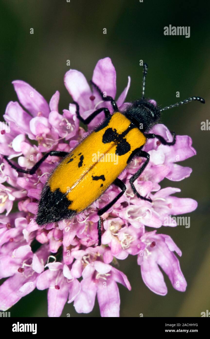 Leaf beetle (Mylabris variabilis) on a flower. Photographed in Umbria ...