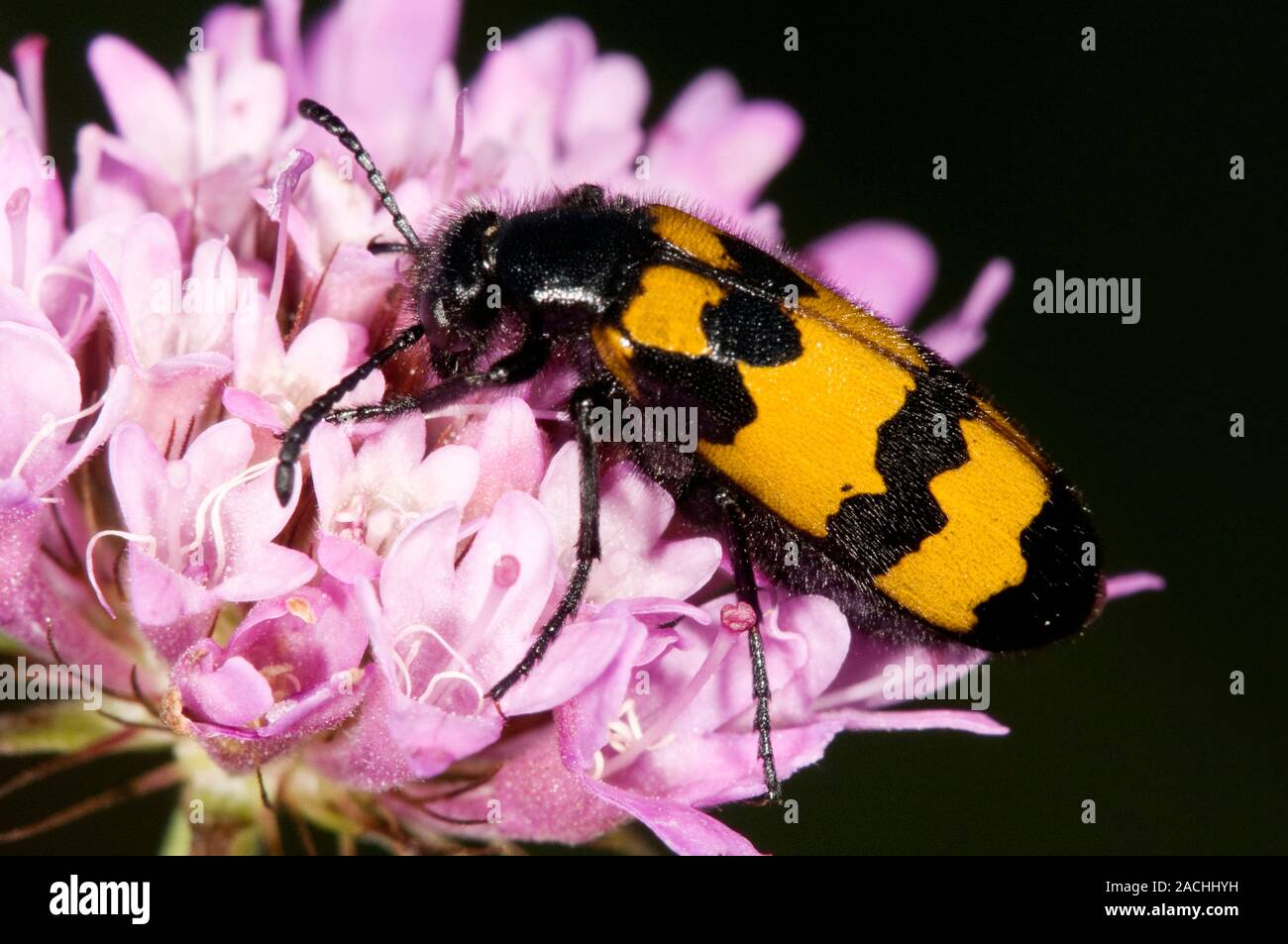 Leaf beetle (Mylabris variabilis) feeding on pollen from a flower ...
