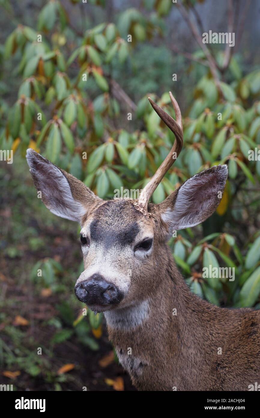Only one antler hi-res stock photography and images - Alamy