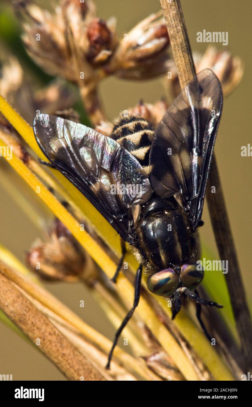 Twin-lobed deerfly (Chrysops relictus). Male deerflies are nectar ...