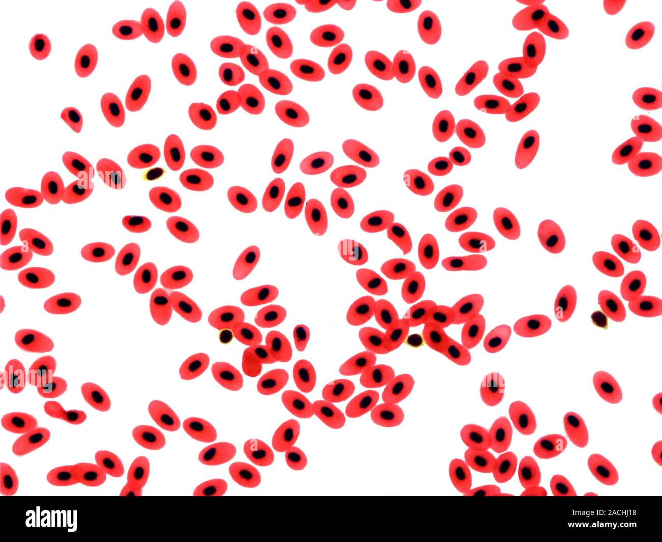 Fish blood, light micrograph. Unlike mammalian erythrocytes (red blood ...