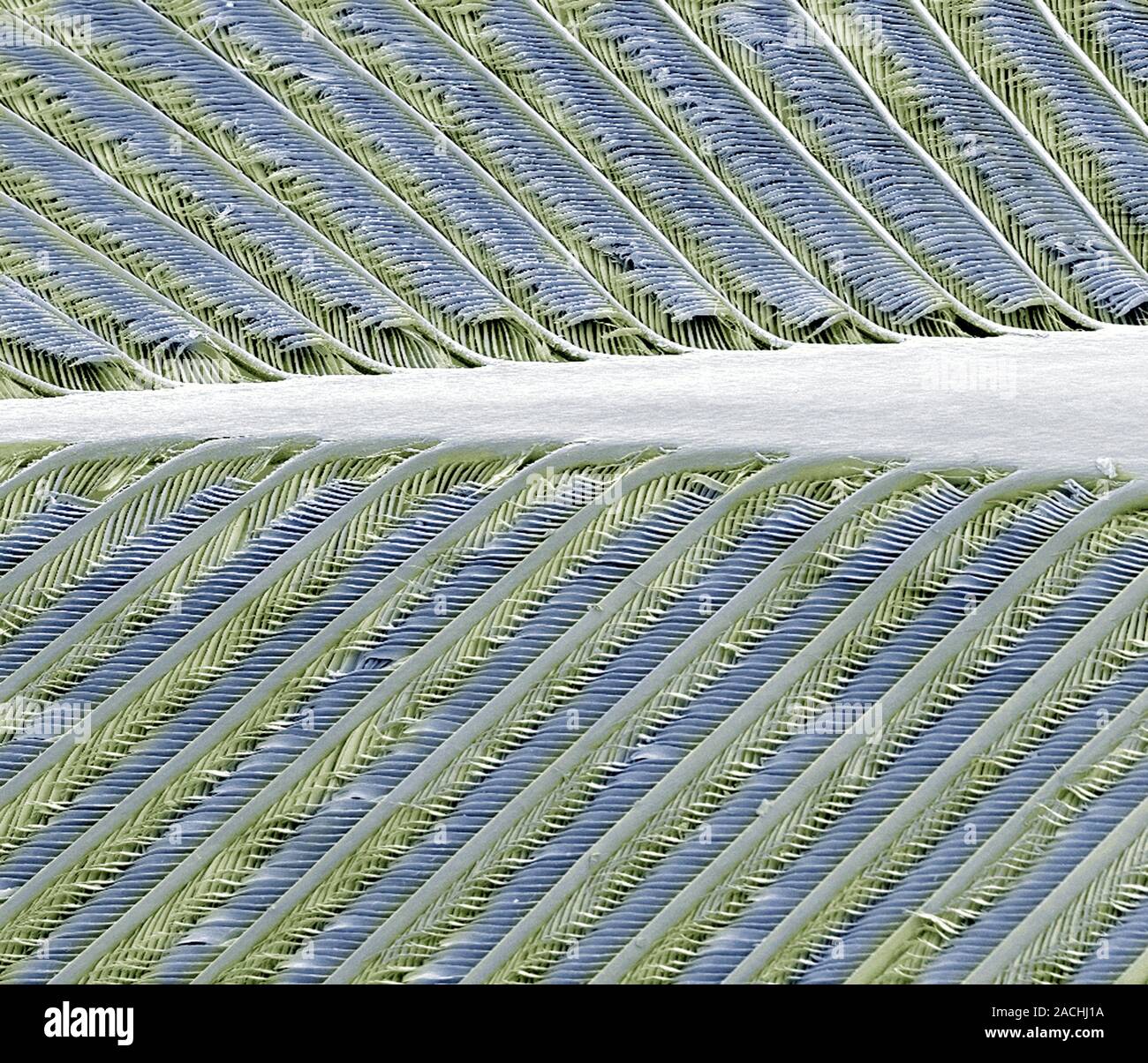 Emerald dove (Chalcophaps indica) feather, coloured scanning electron ...