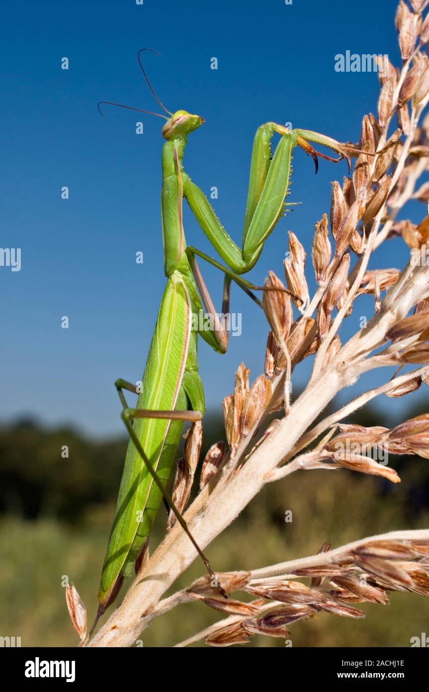 Praying mantis (Mantis religiosa) on a flower stalk. Photographed in ...
