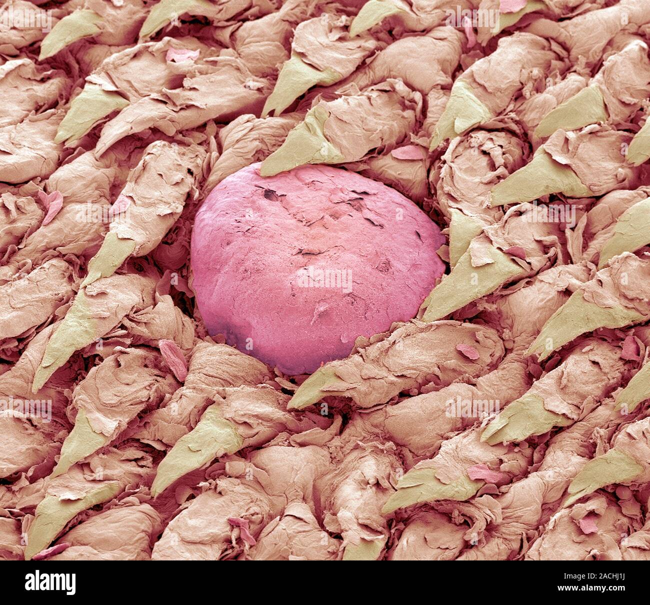 Kudu tongue surface. Coloured scanning electron micrograph (SEM) of the ...