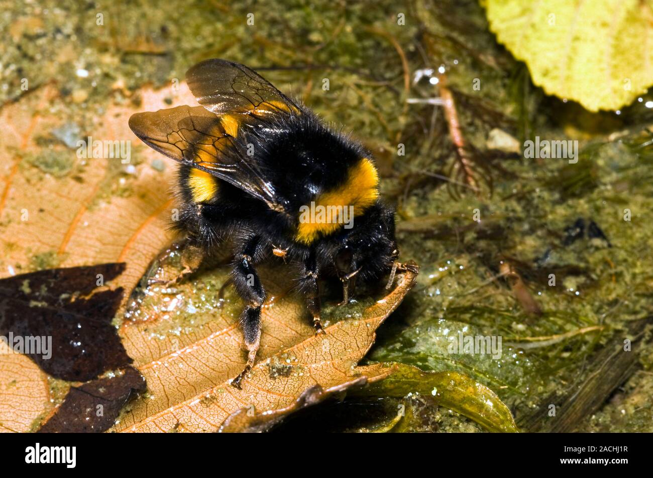 Bumblebee drinking. Buff-tailed bumblebee (Bombus terrestris) drinking ...