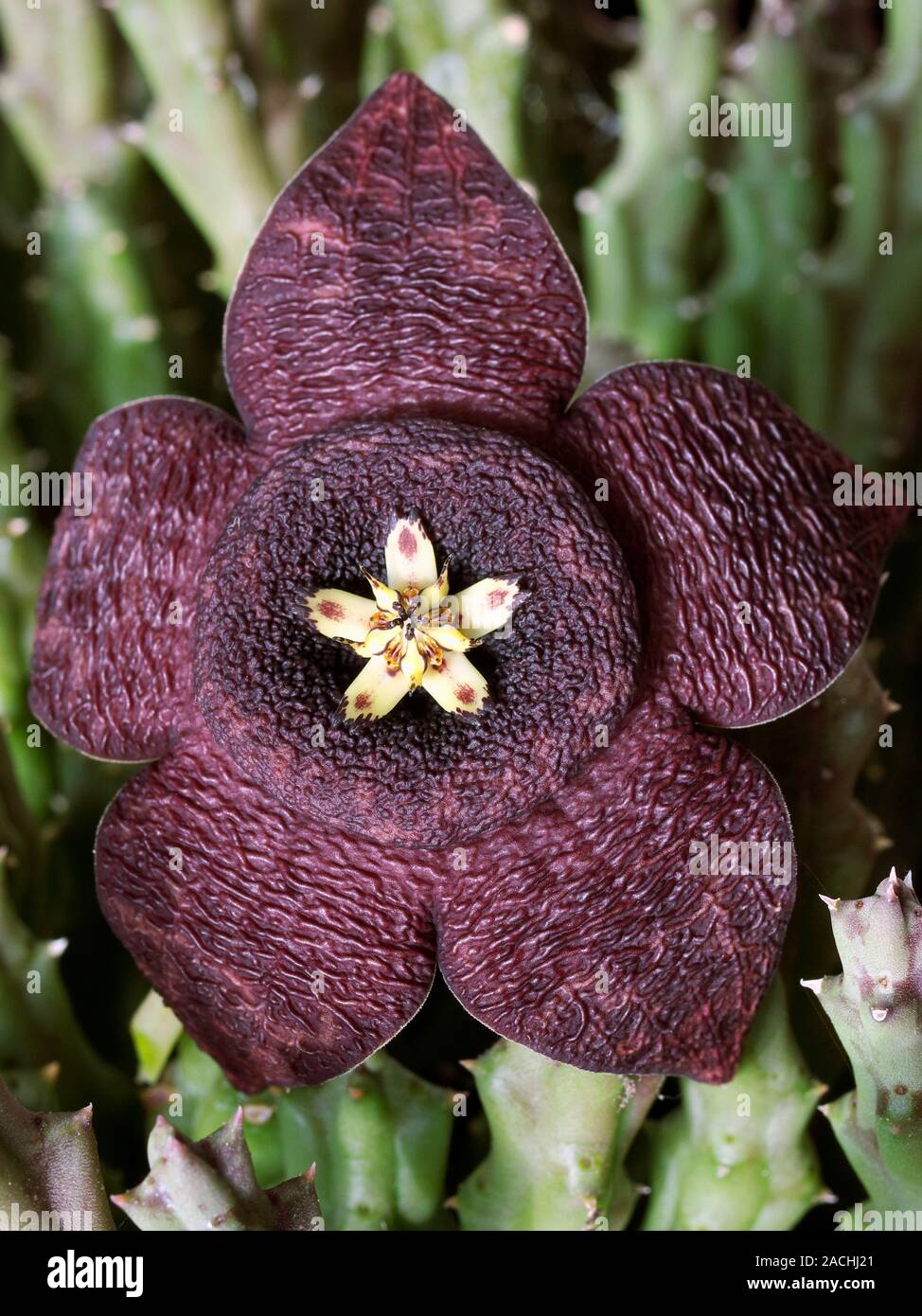 Orbea carrion flower. Several species of plants have have evolved ...