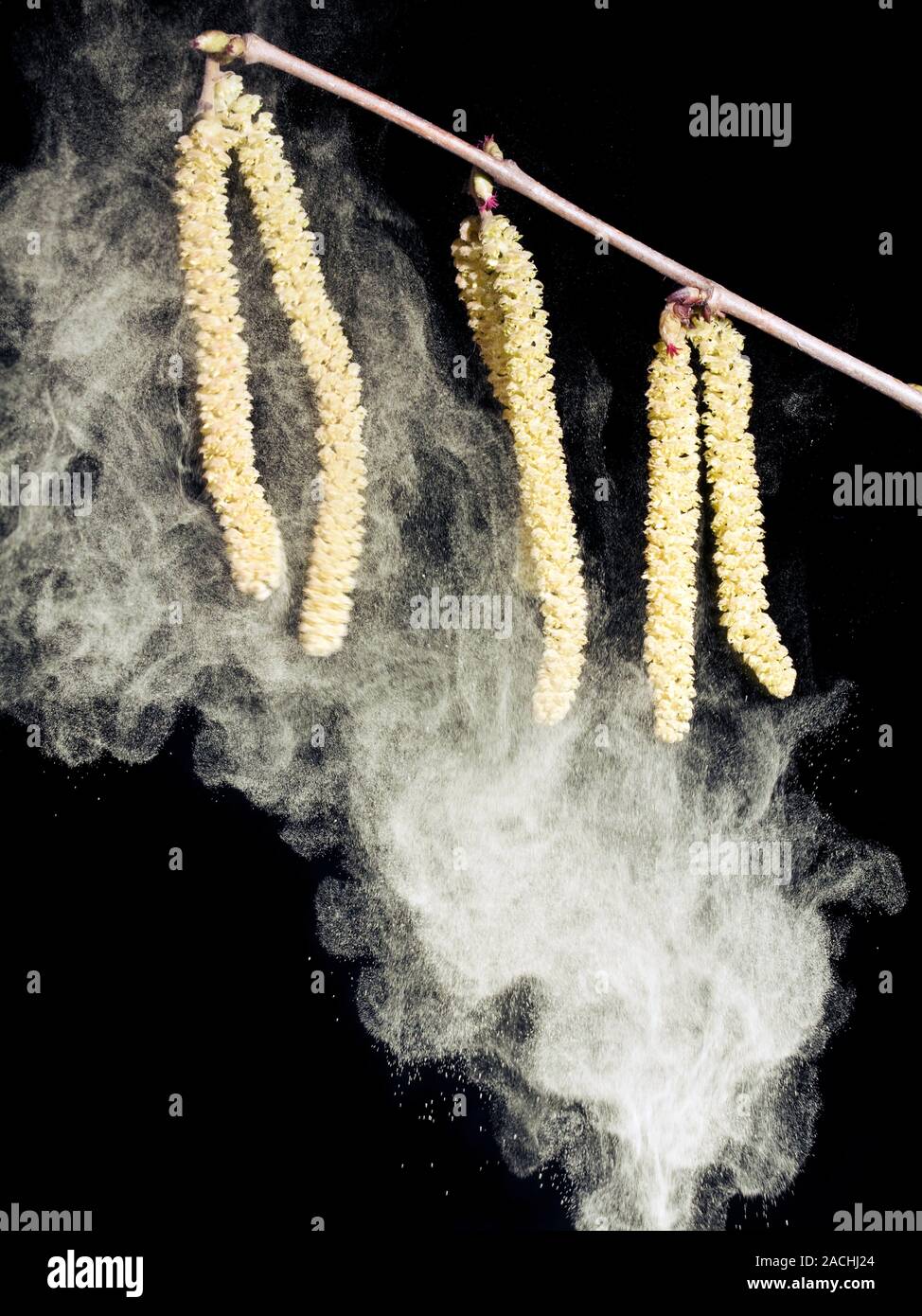 Pollen production. Cloud of pollen (white) being produced by the ...