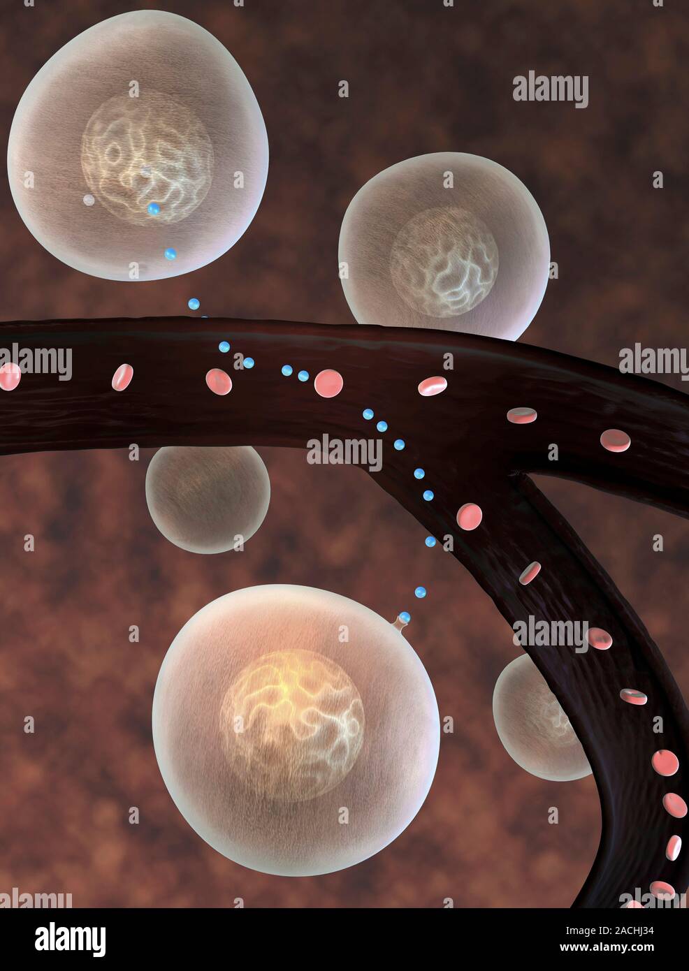 Cell signalling. Computer artwork of cell signalling molecules (blue ...