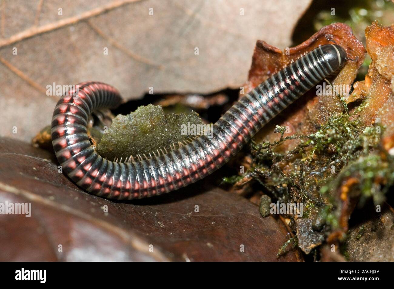 Striped millipede (Ommatoiulus sabulosus) amongst leaf litter in an ...