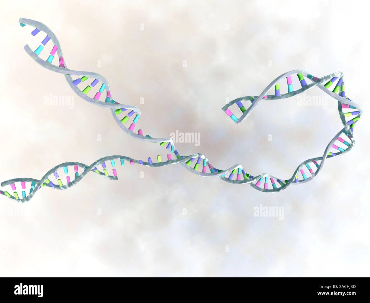 DNA replication. Computer artwork of a DNA (deoxyribonucleic acid ...
