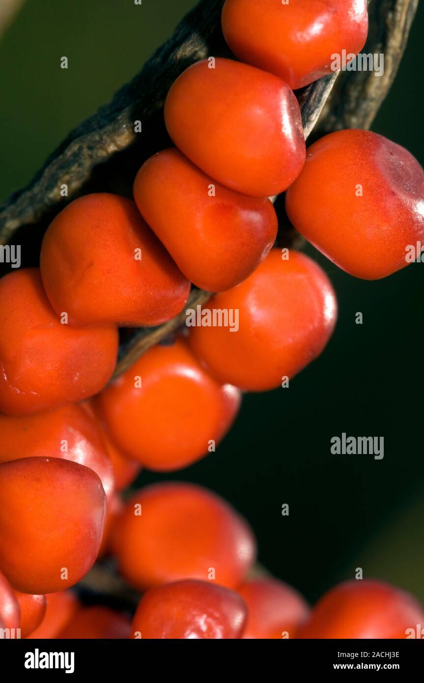 Stinking iris (Iris foetidissima) berries. This plant is also known as ...