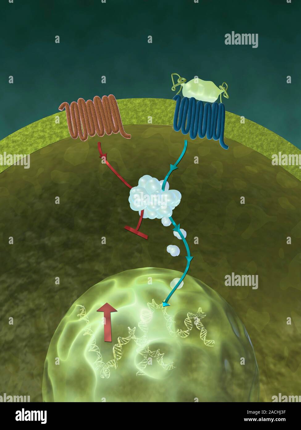 Hedgehog signalling pathway. The hedgehog gene has a role in embryo ...