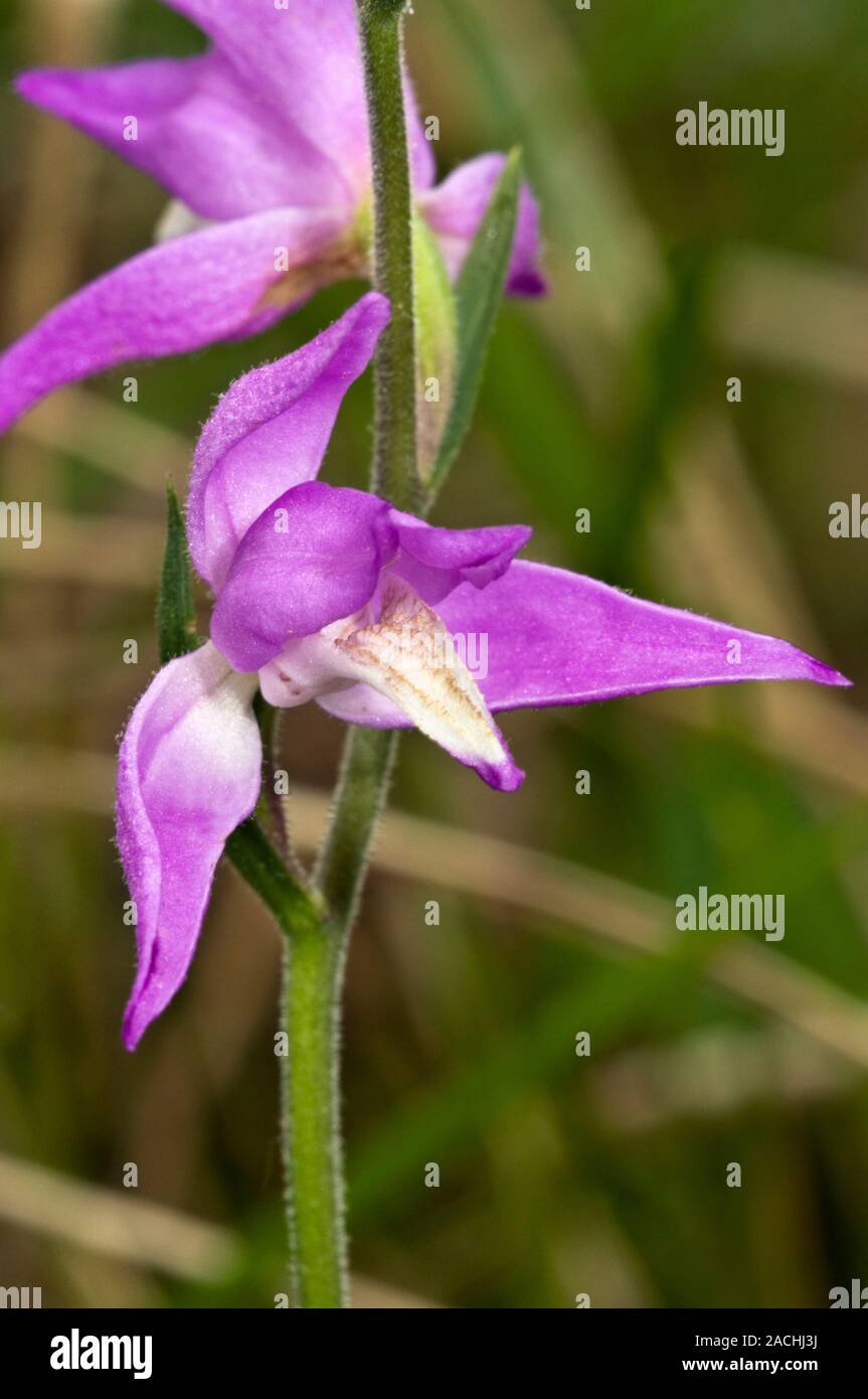 Red helleborine (Cephalanthera rubra) orchid flowers. Photographed in ...