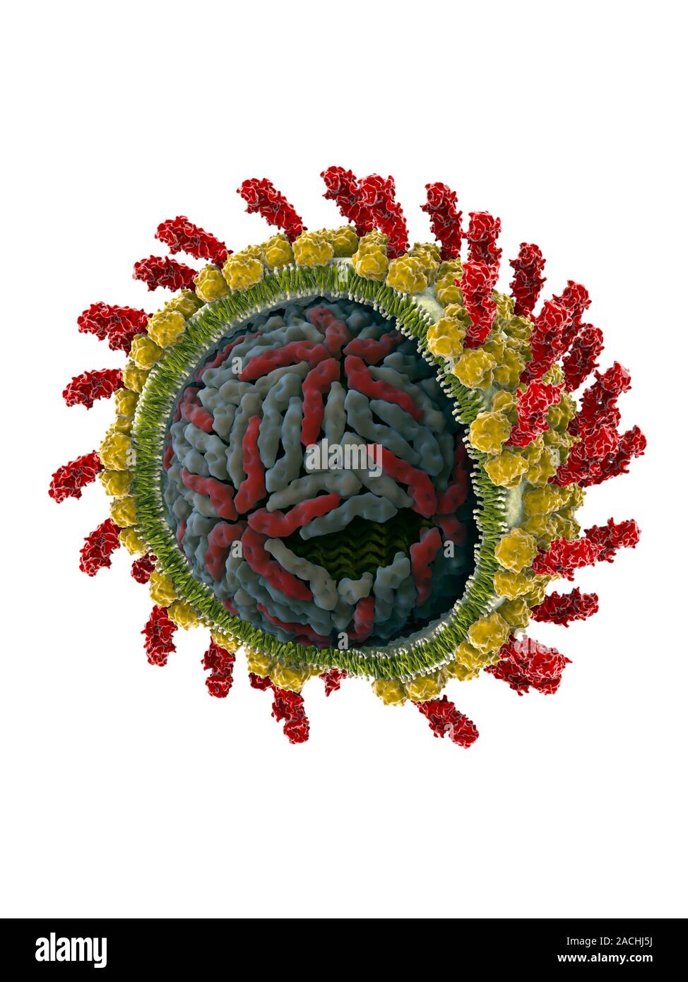 Hepatitis C virus. Cut-away molecular model of a hepatitis C virus ...