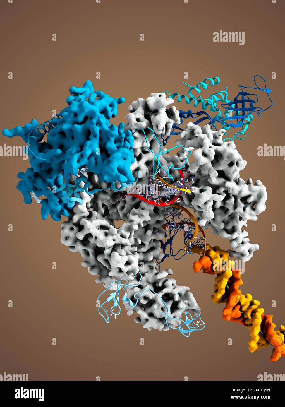 Rna Polymerase Ii Molecular Model Showing The Structure Of The Enzyme