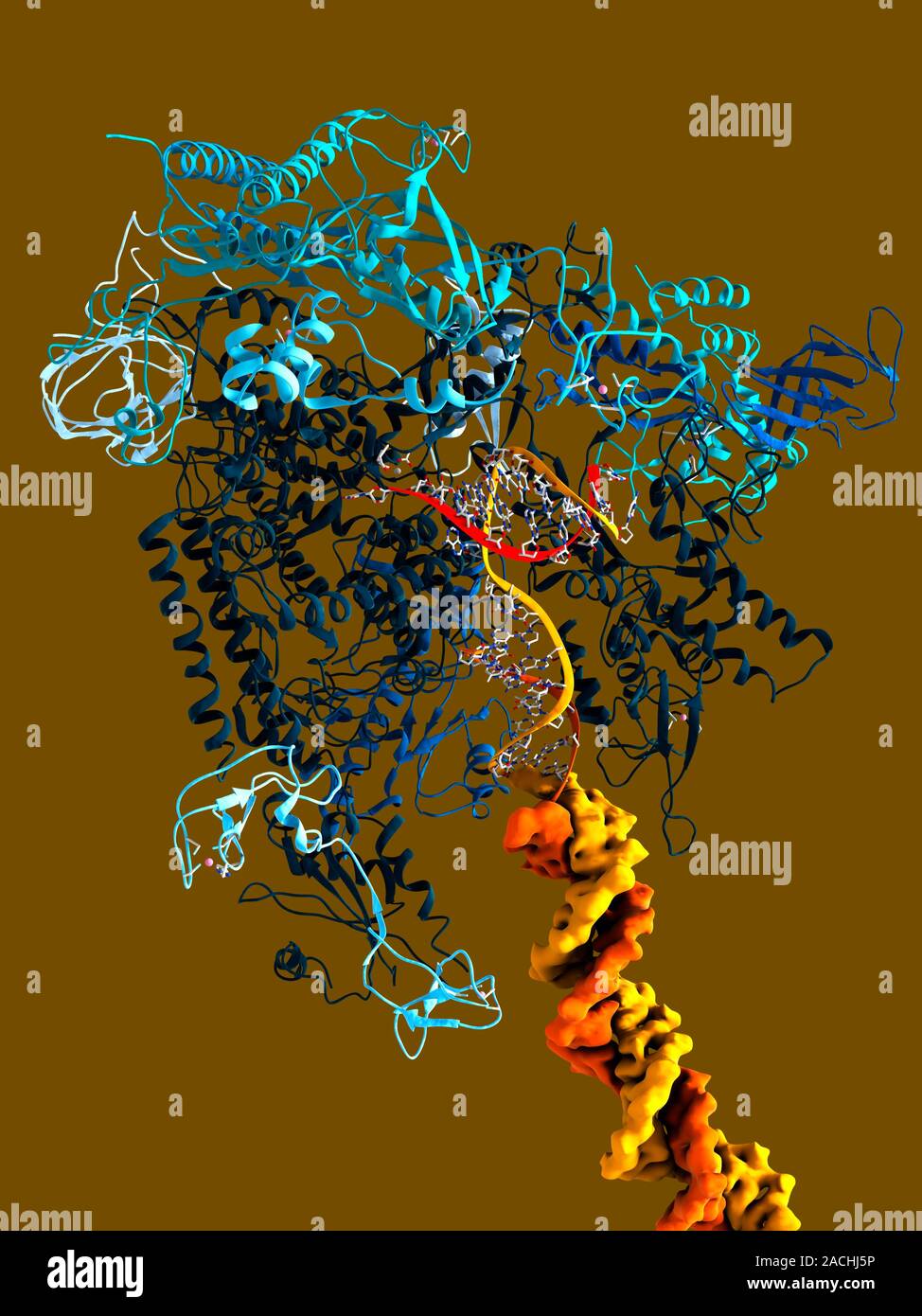 RNA polymerase II. Molecular model showing the structure of the enzyme ...