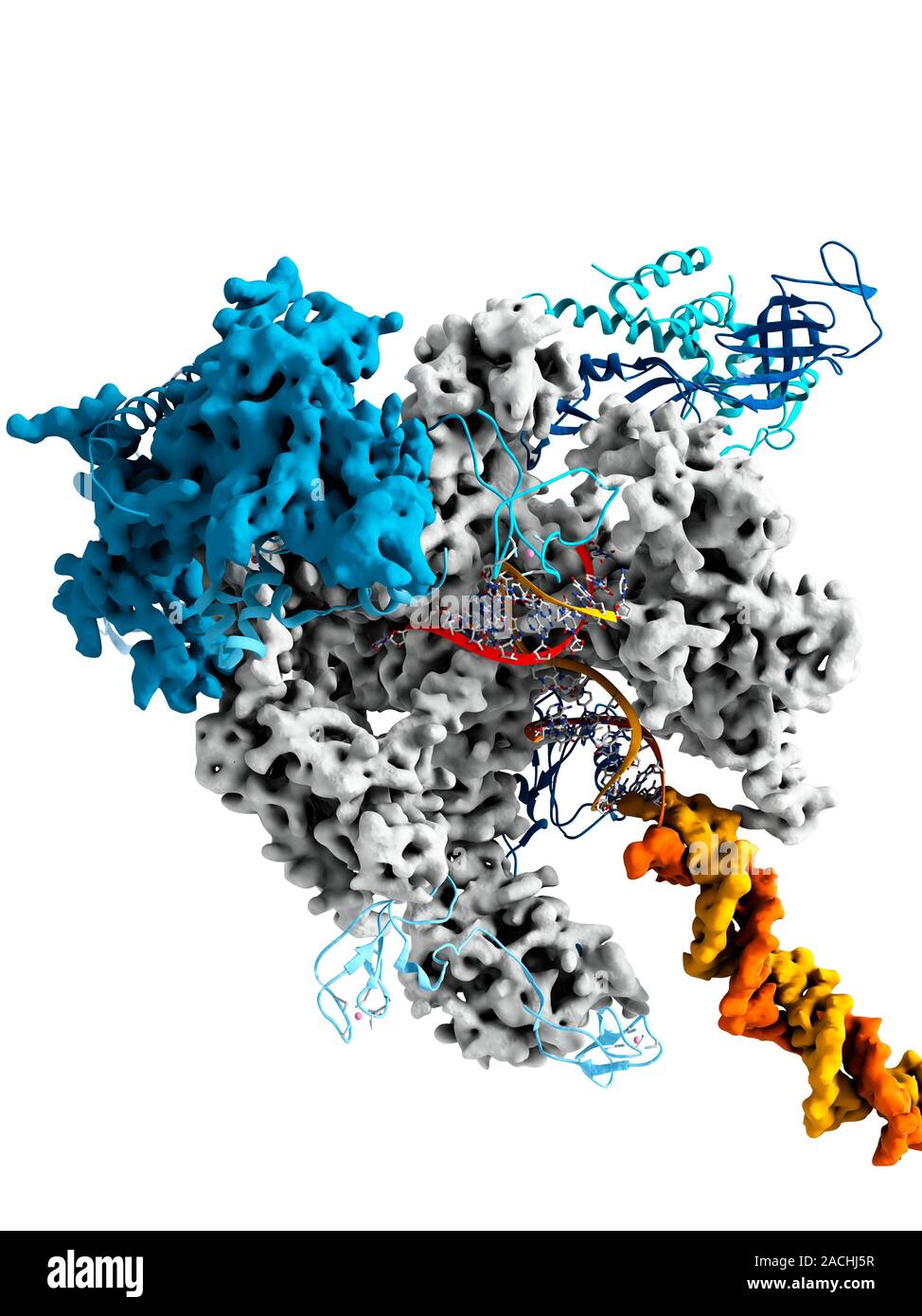 RNA polymerase II. Molecular model showing the structure of the enzyme ...