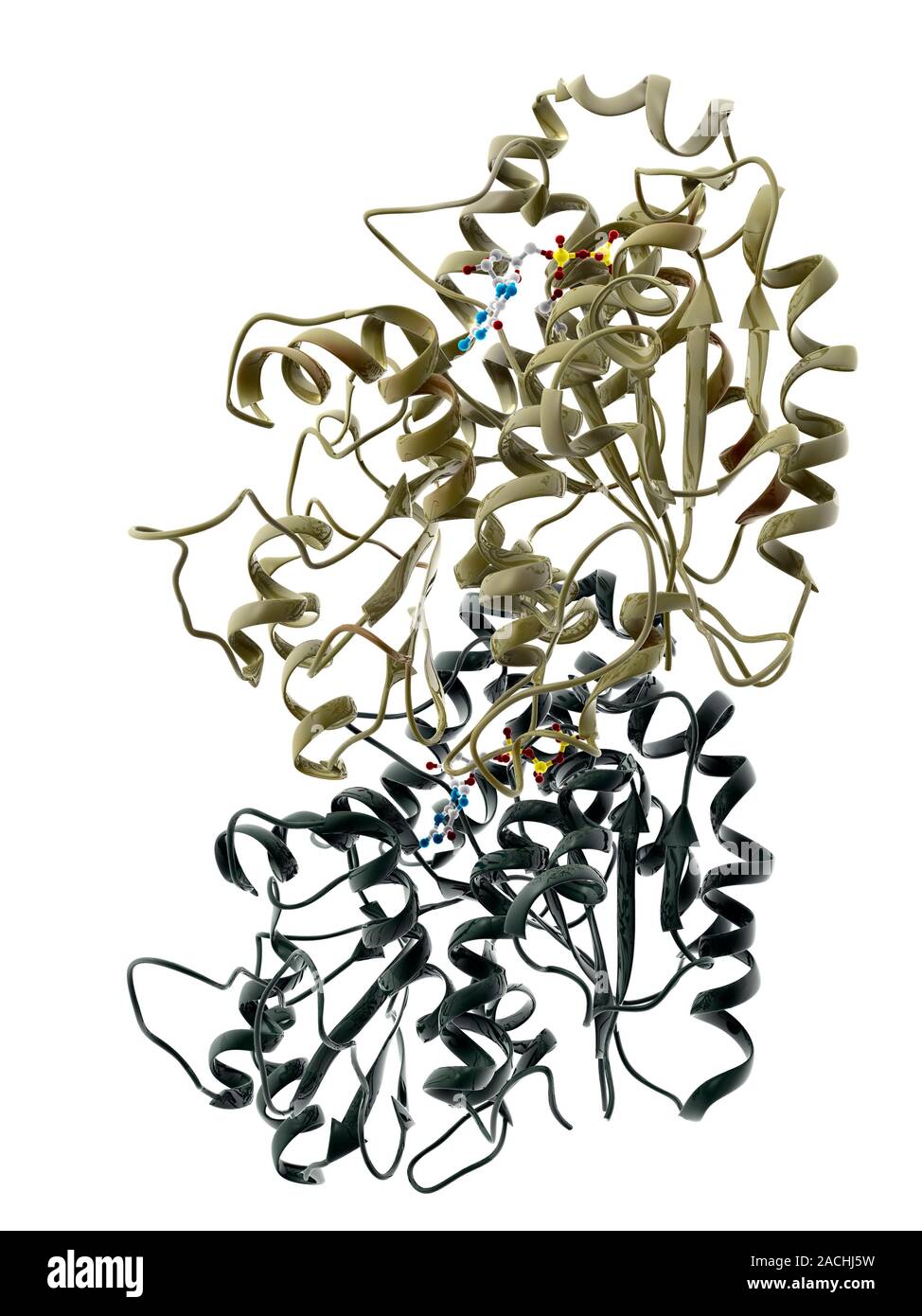 Tubulin. Molecular model of a tubulin dimer. The beta-tubulin subunit ...