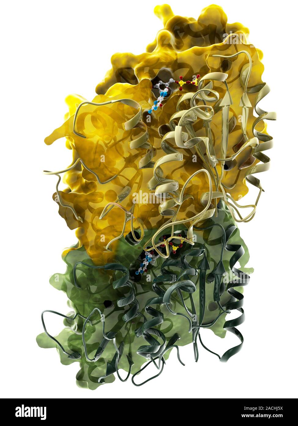 Tubulin. Molecular model of a tubulin dimer. The beta-tubulin subunit ...