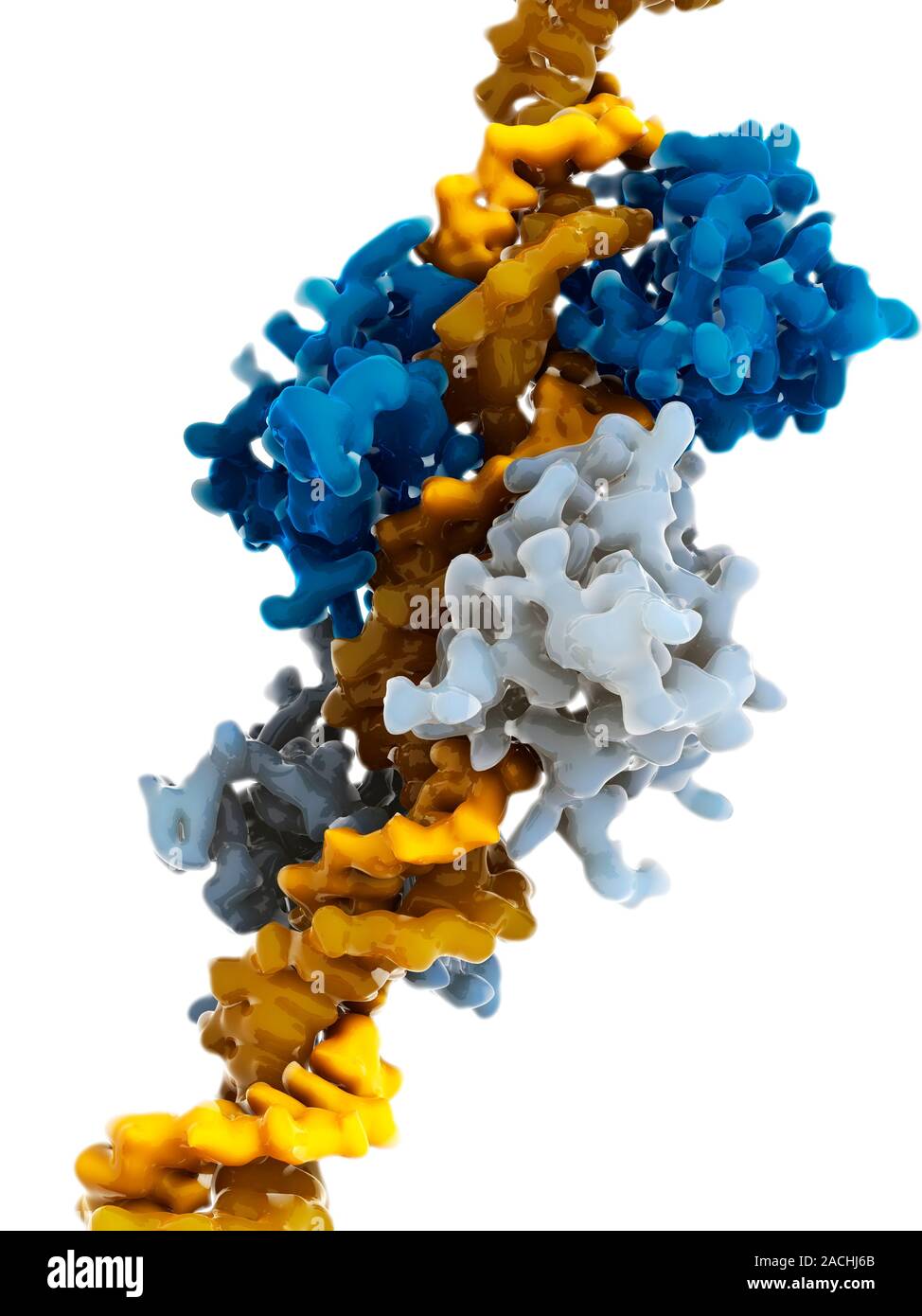 Interferon Regulatory Factor Molecular Model Of Interferon Regulatory