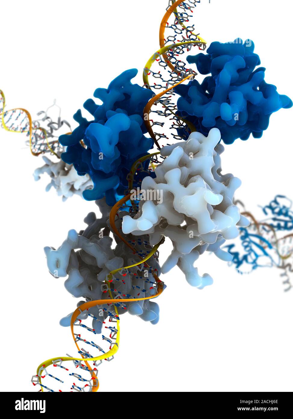 Interferon Regulatory Factor Molecular Model Of Interferon Regulatory