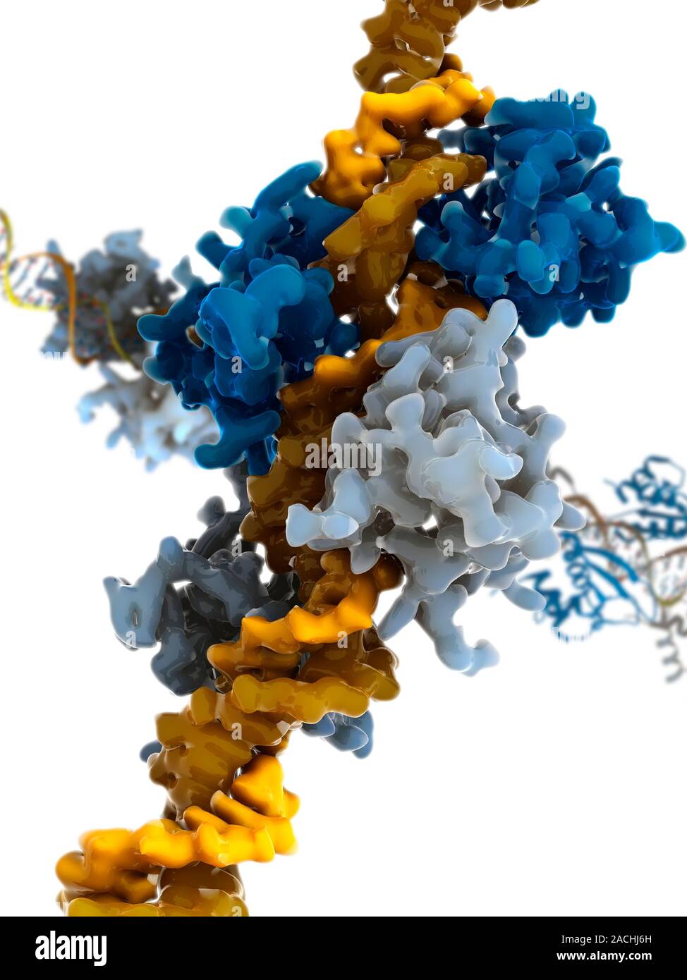 Interferon regulatory factor. Molecular model of interferon regulatory ...