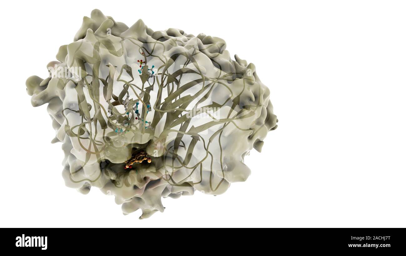 Laccase, molecular model. Laccases are oxidase enzymes that have copper ...