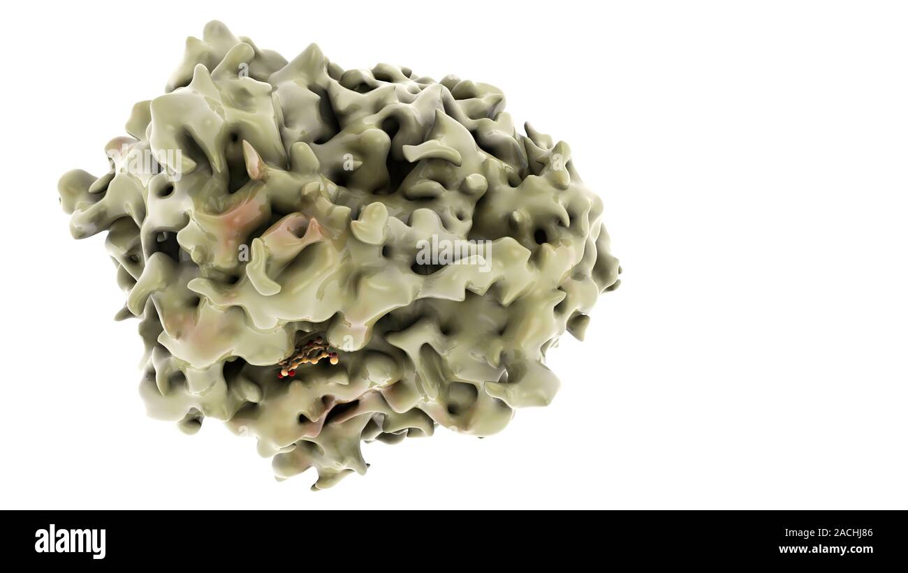 Laccase, molecular model. Laccases are oxidase enzymes that have copper ...