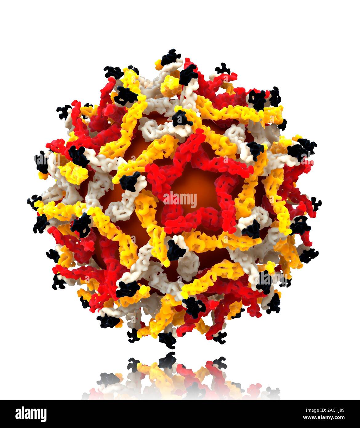 West Nile virus particle, molecular model. This virus consists of an ...