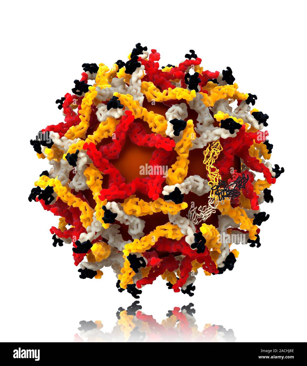 West Nile virus particle, molecular model. This virus consists of an ...