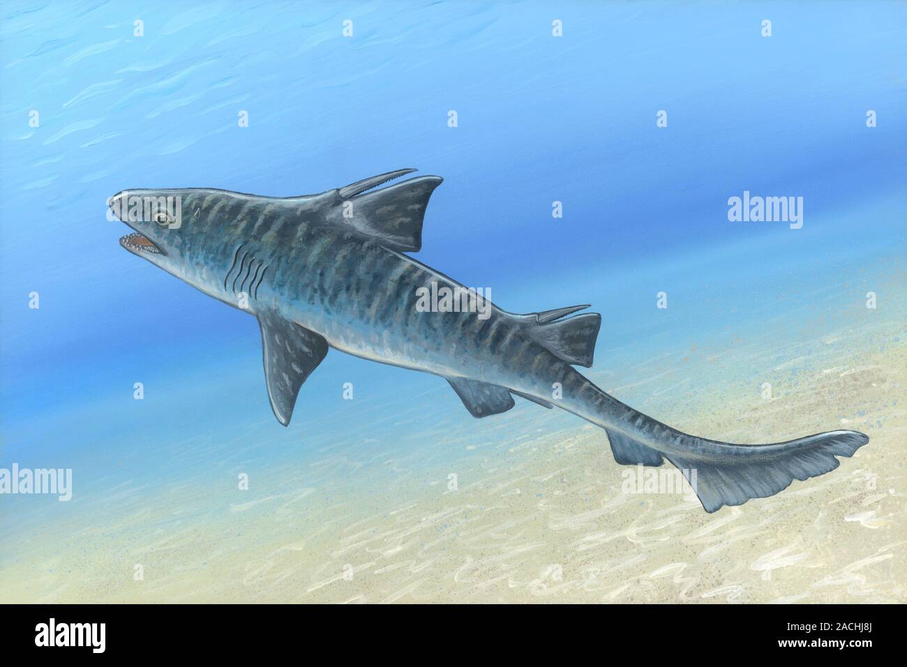 Hybodus shark, artwork. This genus of prehistoric shark existed during ...