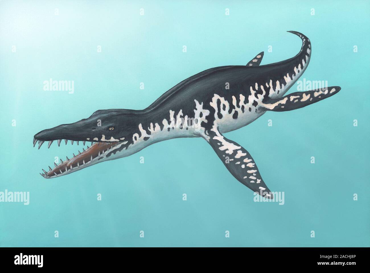 Liopleurodon marine reptile, artwork. This extinct reptile lived 160 ...