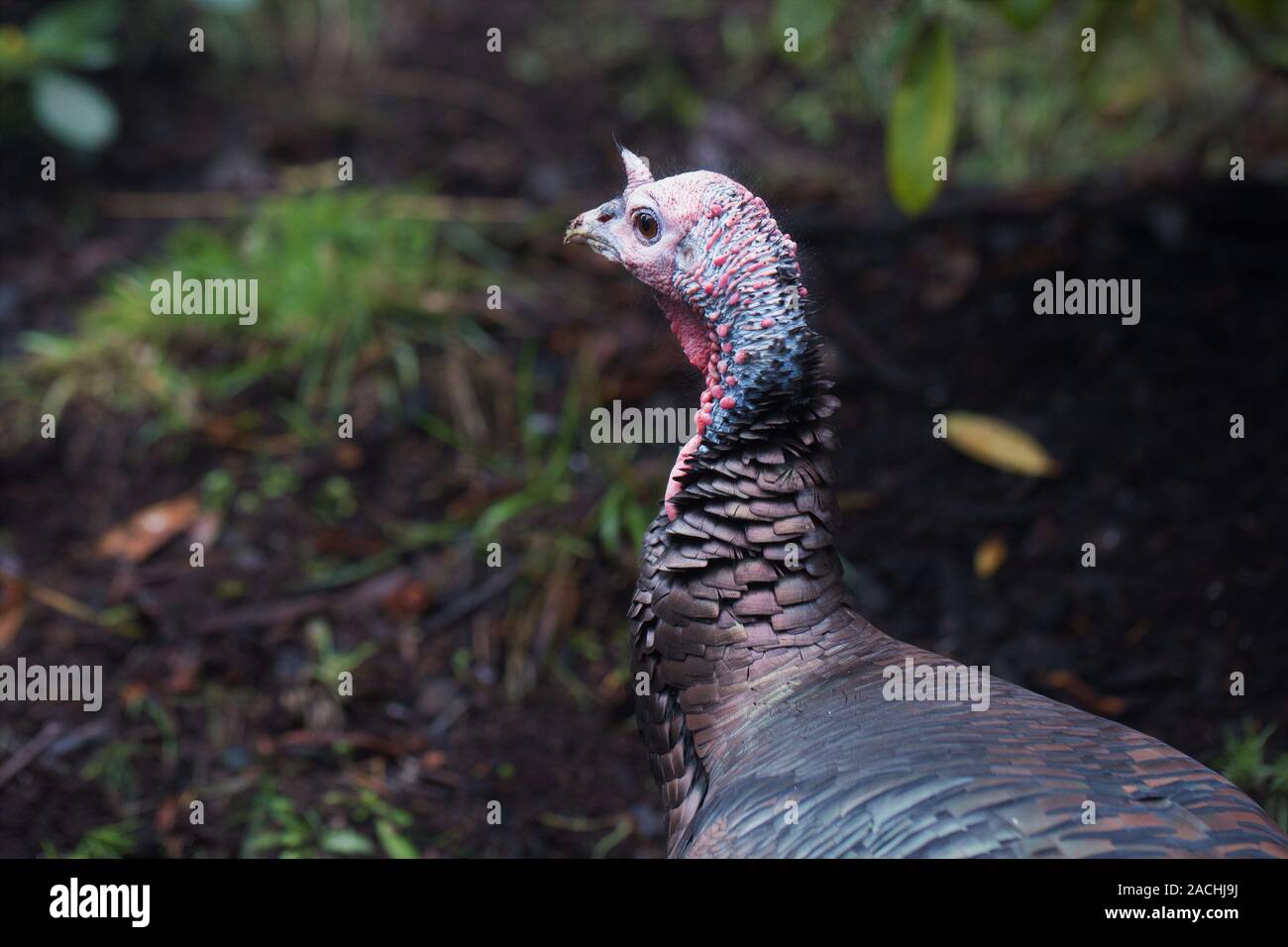 Close up wild turkey hi-res stock photography and images - Alamy