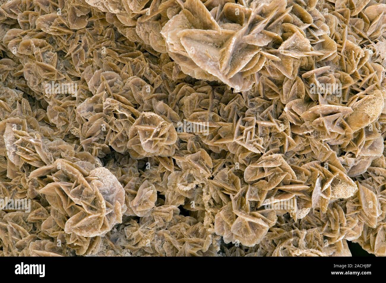 Desert rose of gypsum crystals. Close-up of petal-shaped crystal ...